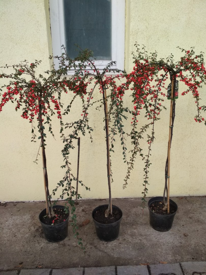 Irga Dammera Major Cotoneaster dammeri na pniu - Ogrodniczy sklep ...